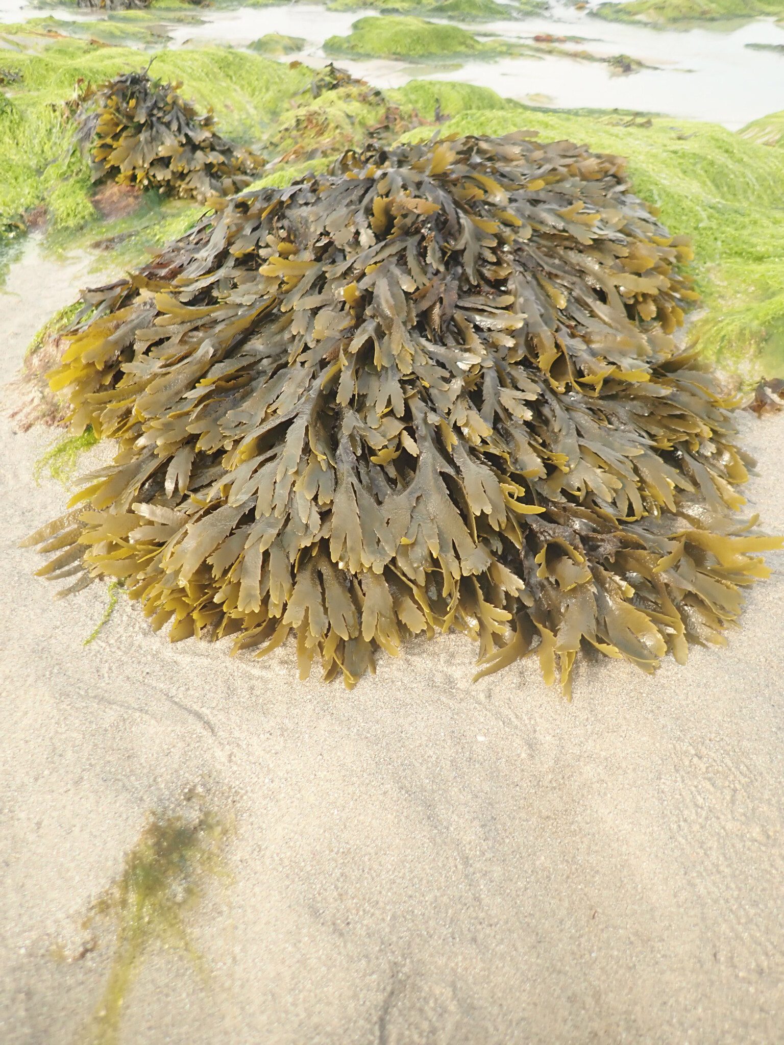 Les principales algues récoltées en Bretagne - Bretagne Pêche