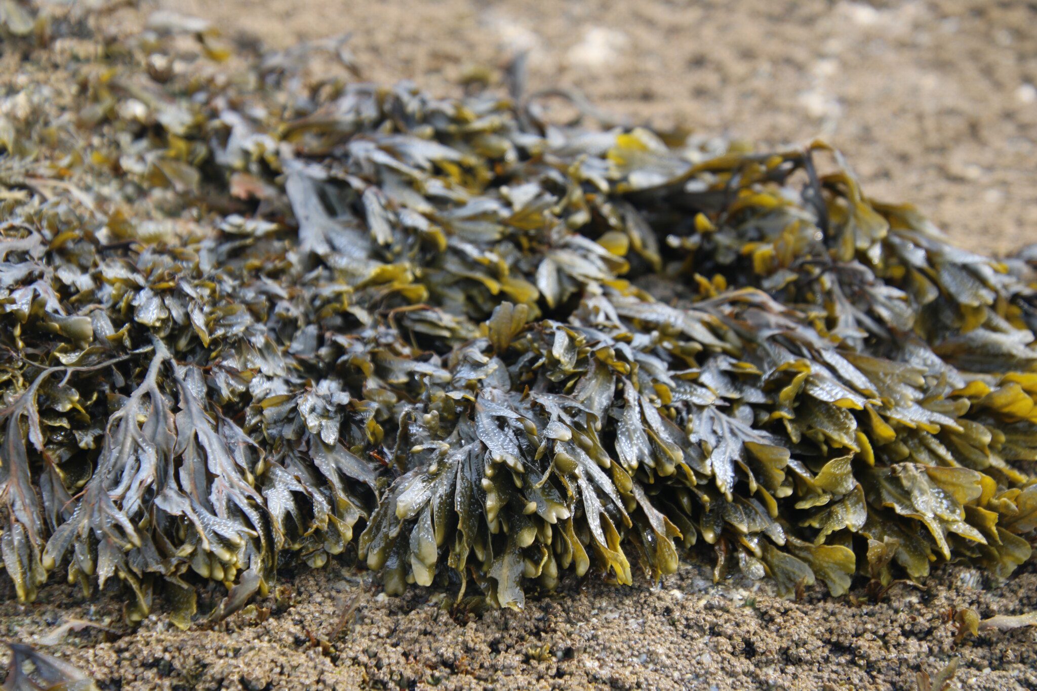 Les principales algues récoltées en Bretagne - Bretagne Pêche
