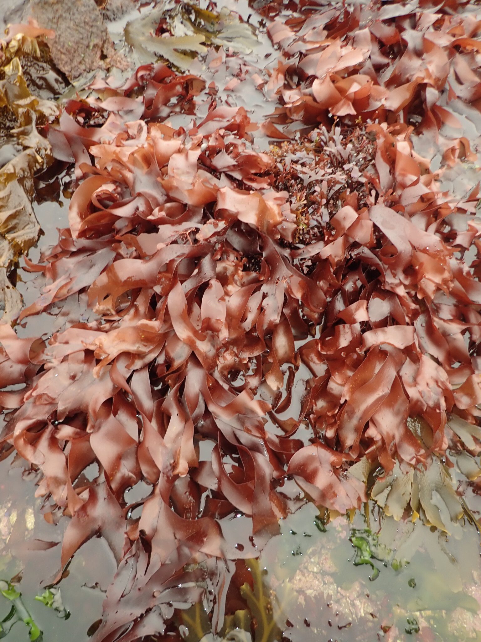 Les principales algues récoltées en Bretagne - Bretagne Pêche